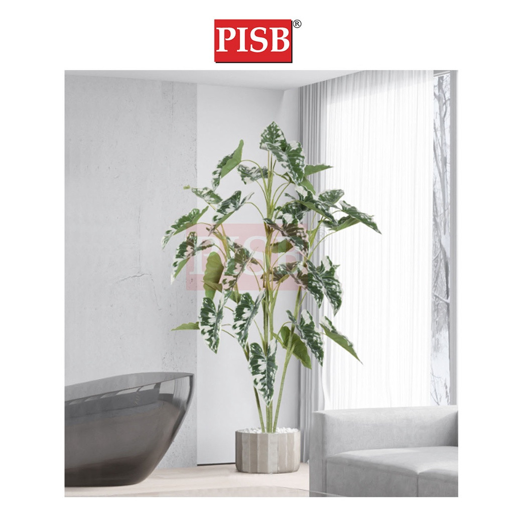 2100-16 100-160CM Variegated White Monstera Deliciosa / Taro Tree ...